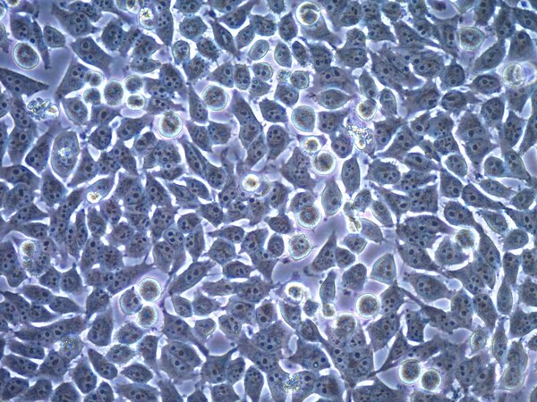 FLAG-SNAP-hTERT expressing HeLa Cell Line | SCC112